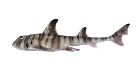 Odd new shark species with humanlike molars discovered in Australia ...