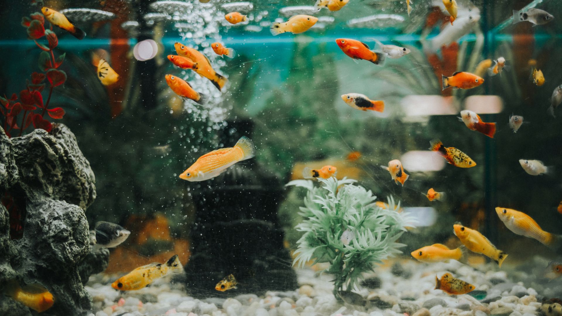 Types of freshwater fish for pets you can keep at home | PetsRadar