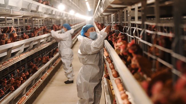 Surprise: Chickens Can Grow Teeth | Live Science