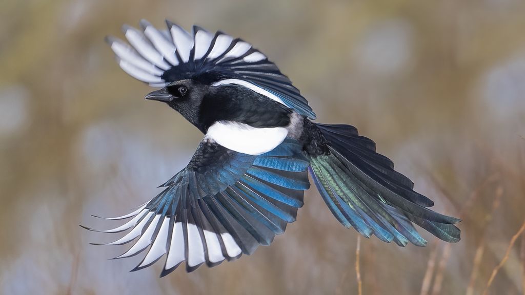 32 animals that act weirdly human sometimes | Live Science