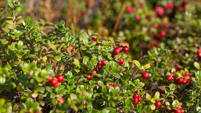 Best edible evergreens: 5 plants for taste and color | Homes and Gardens