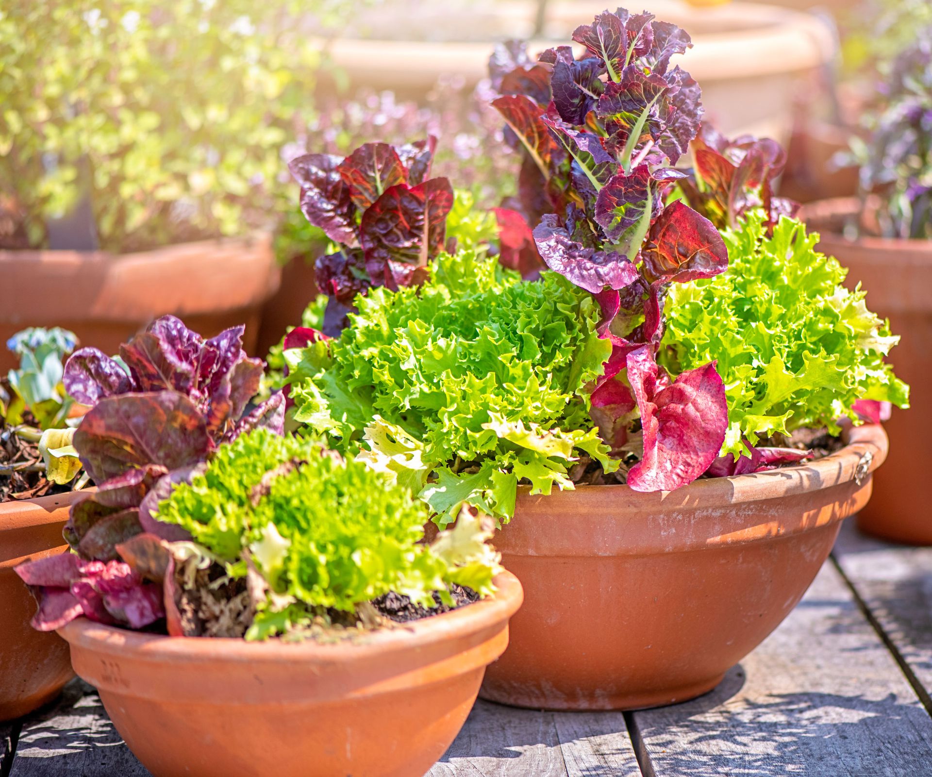 Easy Plants For Pots: Best Plants For Container Gardening | Gardening ...