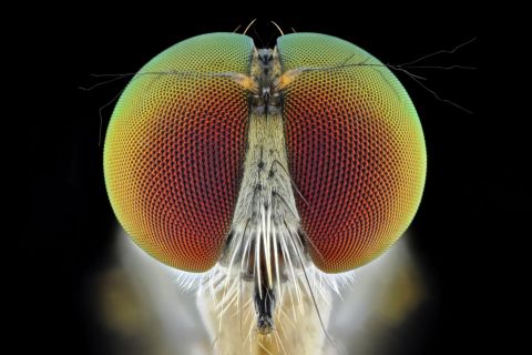 What animal has the best eyesight? | Live Science