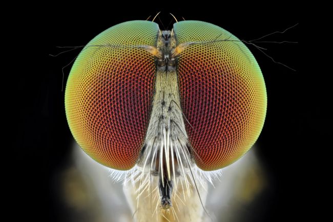 What animal has the best eyesight? | Live Science