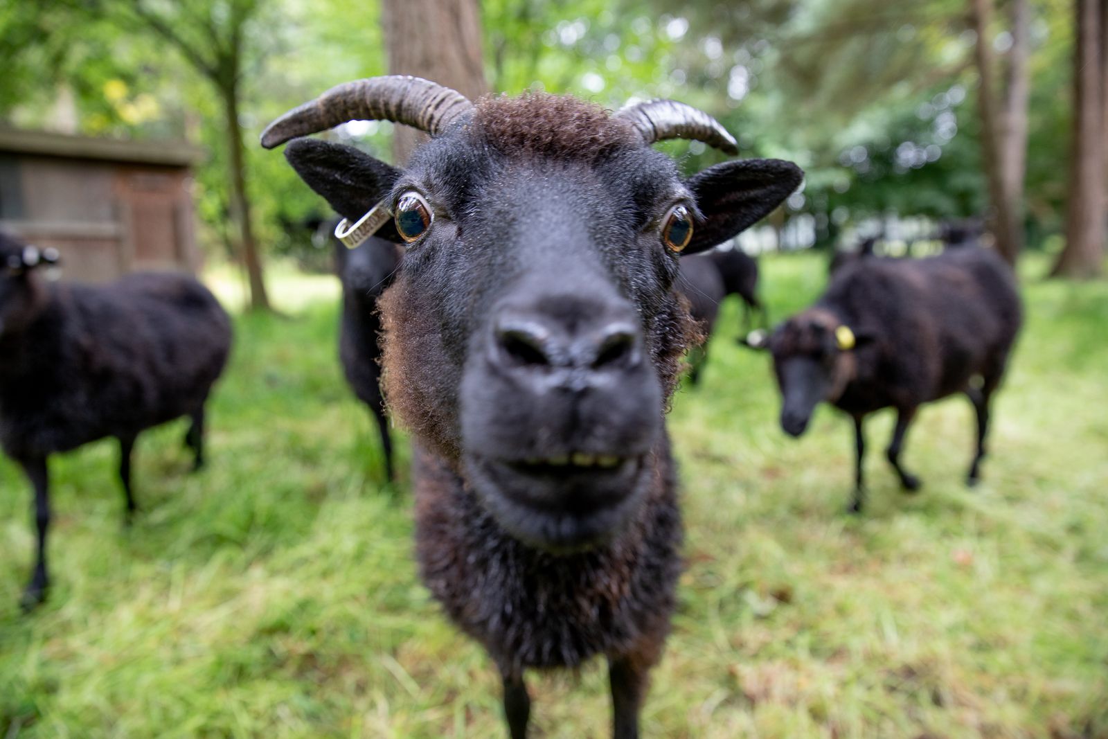 How the sheep of the Cotswolds outlasted the Roman Empire and the Black ...