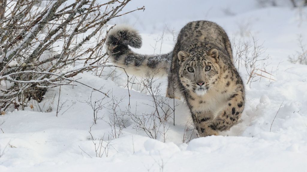 Biggest cats in the world | Live Science