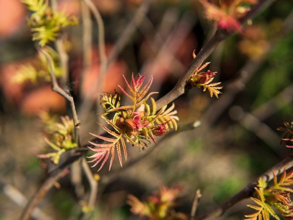 Ash Tree Is Dripping Sap - Why Is My Tree Leaking Sap | Gardening Know How