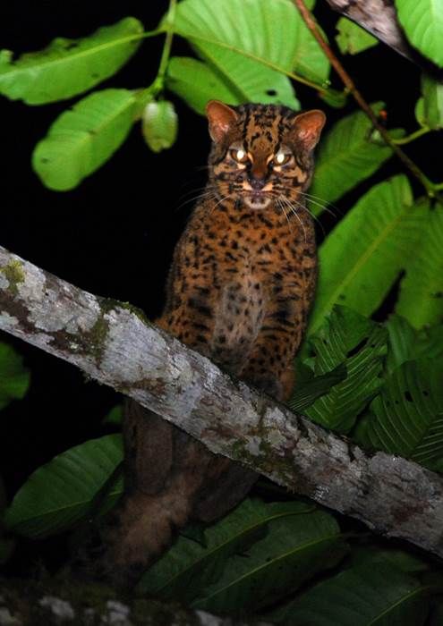 Photos: The Secret Lives of Borneo's Mysterious Marbled Cats | Live Science