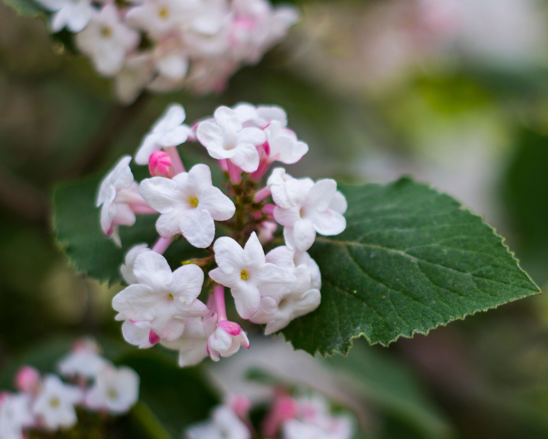 8 White Flowering Shrubs That Instantly Add Elegance | Gardening Know How