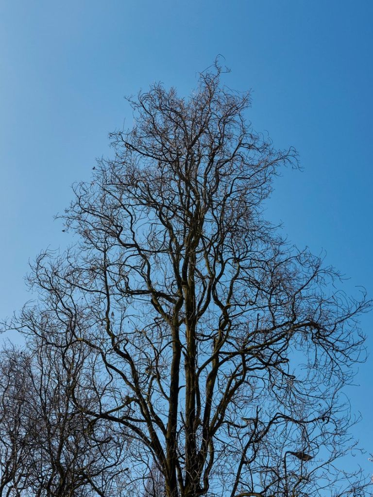 Columnar Oak Tree Growth - Tips On Caring For Columnar Oak Trees ...
