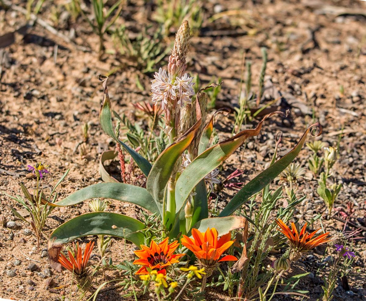 What Is A Trachyandra Plant: Information About Trachyandra Plants ...