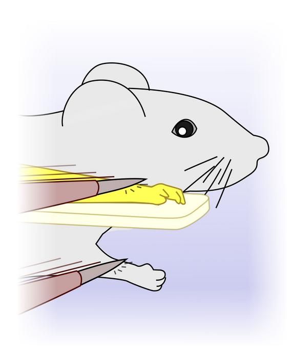 'Rubber paw illusion': Mice can 'sense' artificial limbs, just as ...