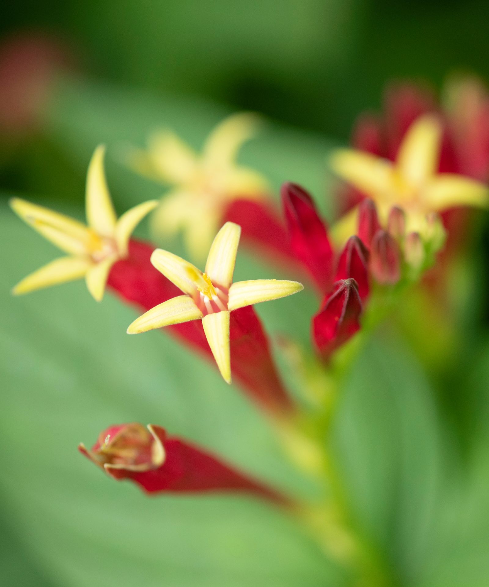 How To Grow Indian Pink – A Unique Native Hummingbirds Love ...