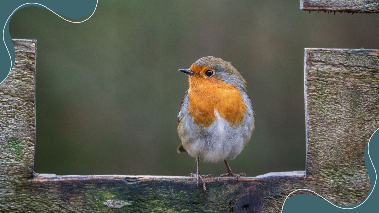 How to attract robins to your garden this festive season | Woman & Home