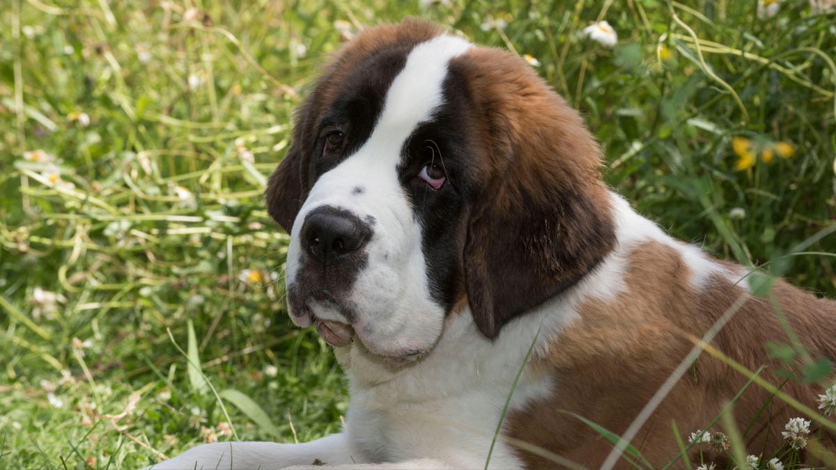 20 laziest dog breeds | PetsRadar