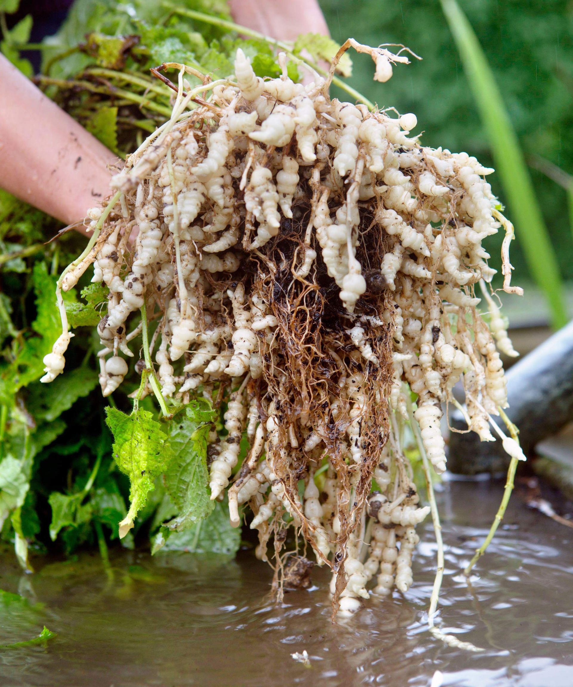How to grow Chinese artichokes - expert tips to grow plants | Homes and ...