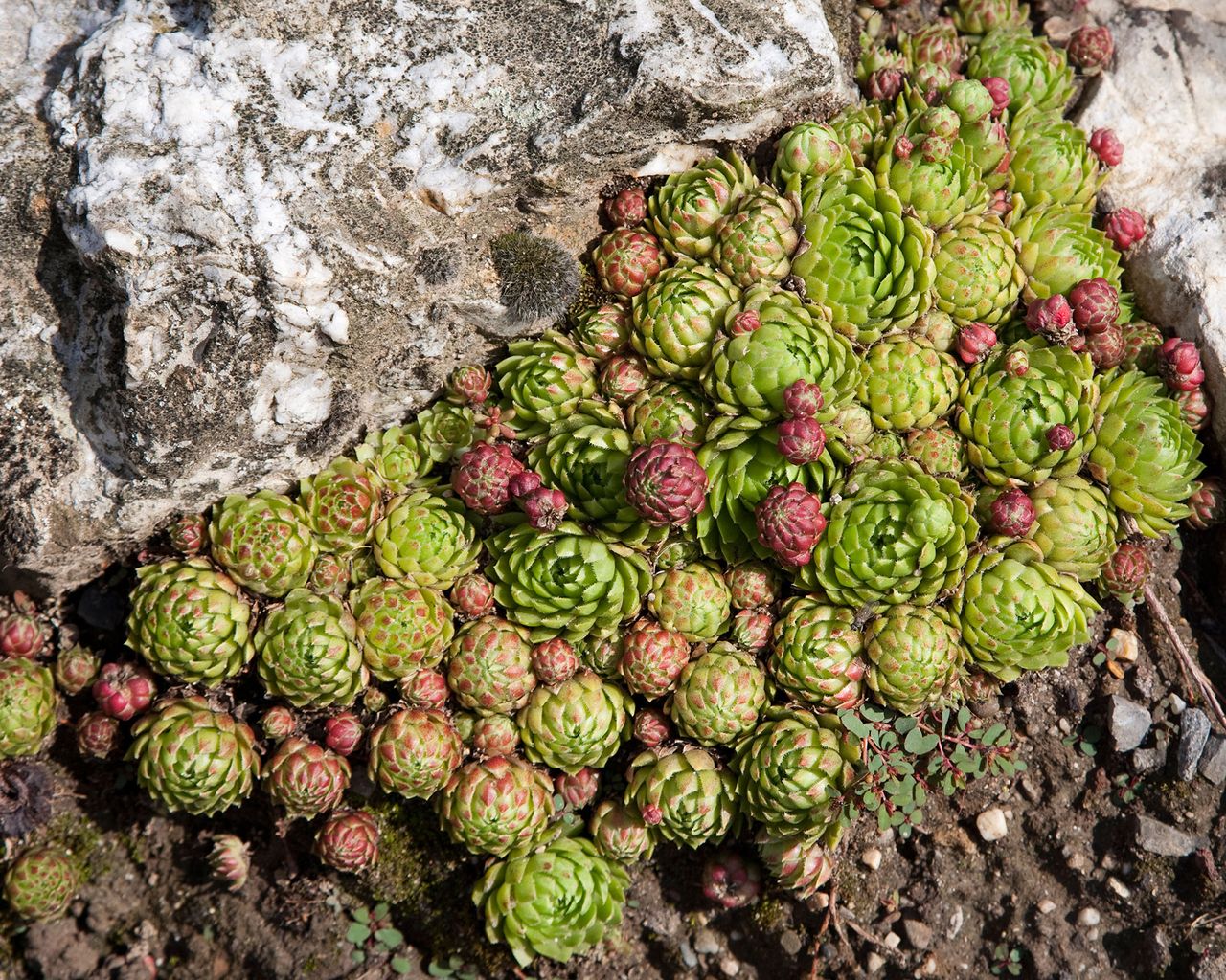 Plants for rockeries: 16 top choices for rock gardens | Gardeningetc