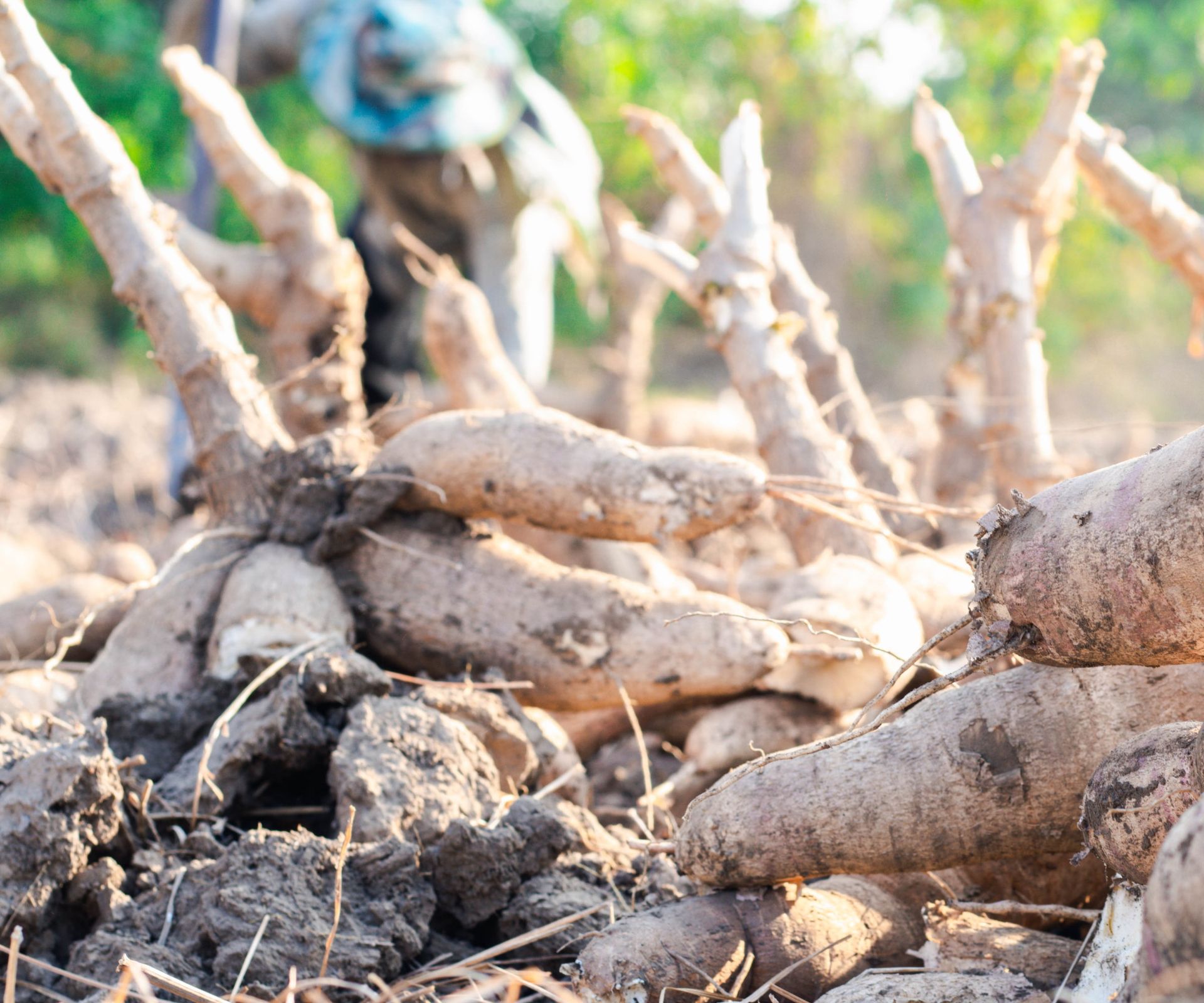How to grow cassava - expert tips for great crops of roots | Homes and ...