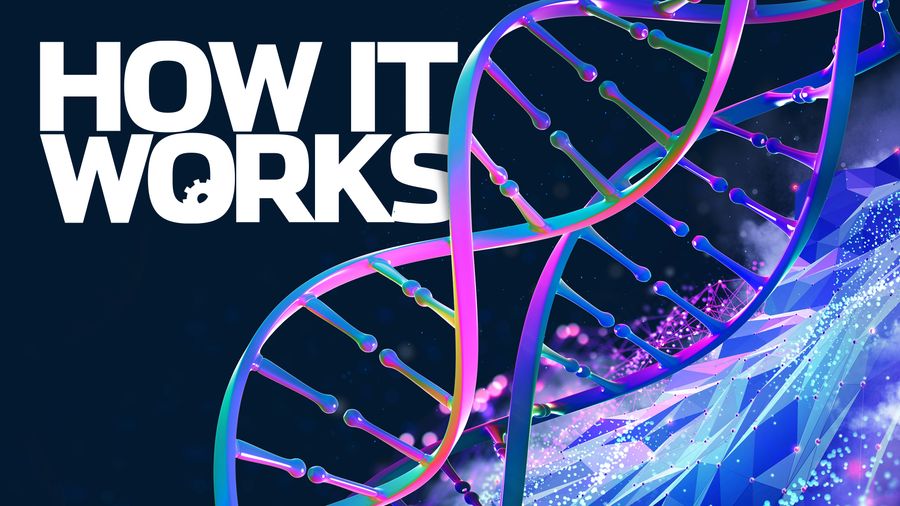 What's the difference between apes and monkeys? | Live Science