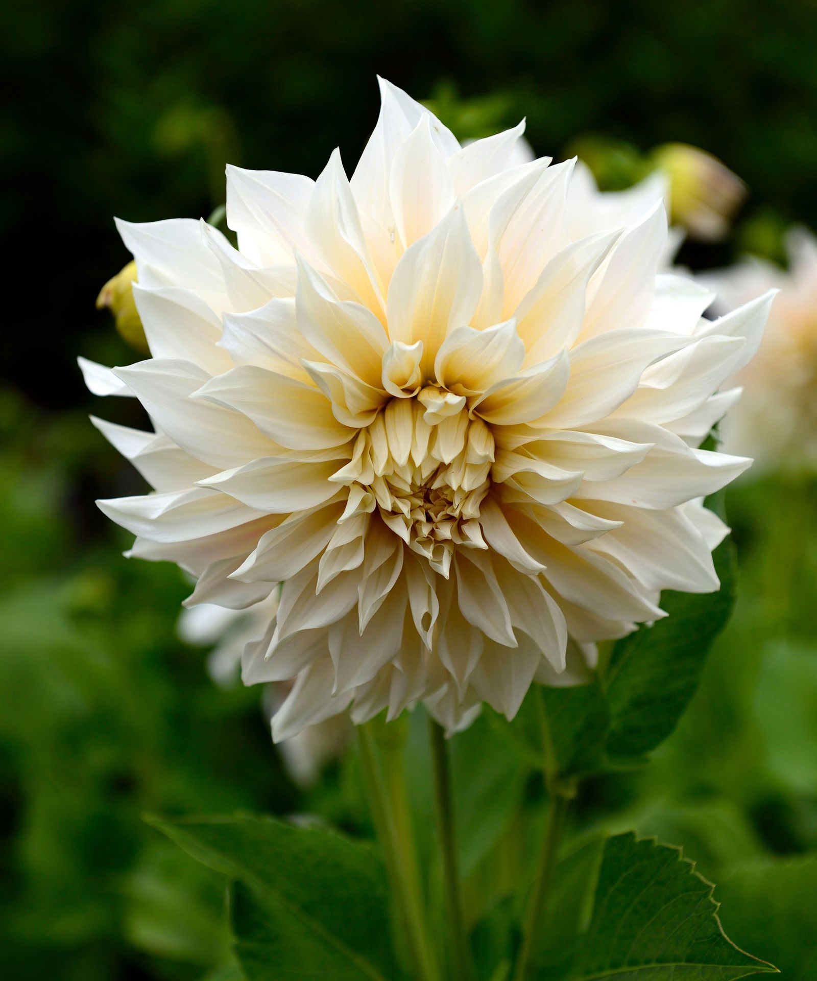 Types of dahlias: 23 beautiful varieties to grow | Gardeningetc