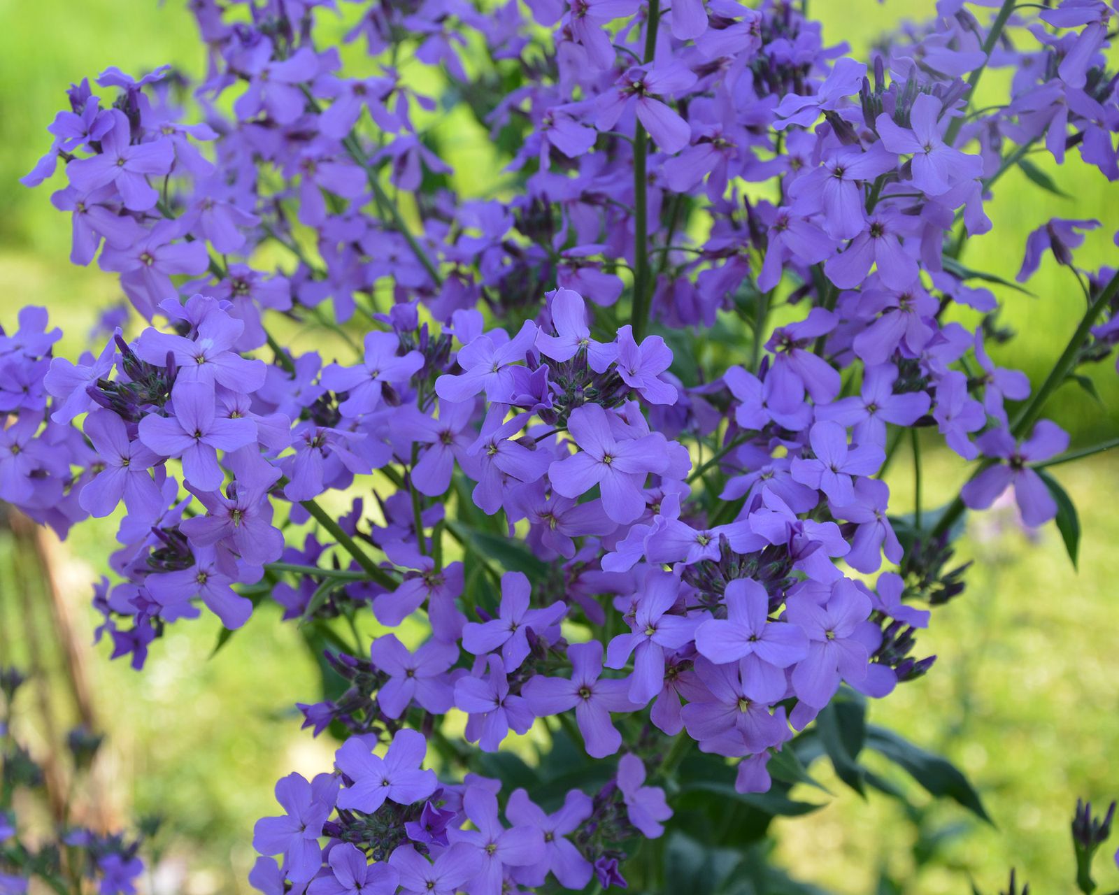 What to plant in September: our top 14 flowers to grow | Gardeningetc