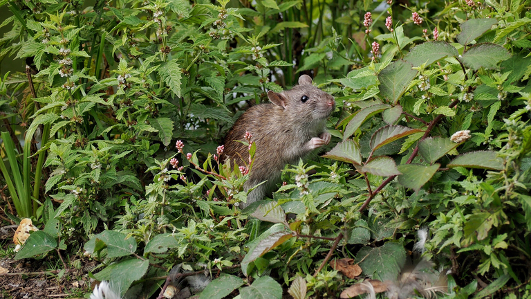 Can I report my neighbour for attracting rats? What to do | Ideal Home