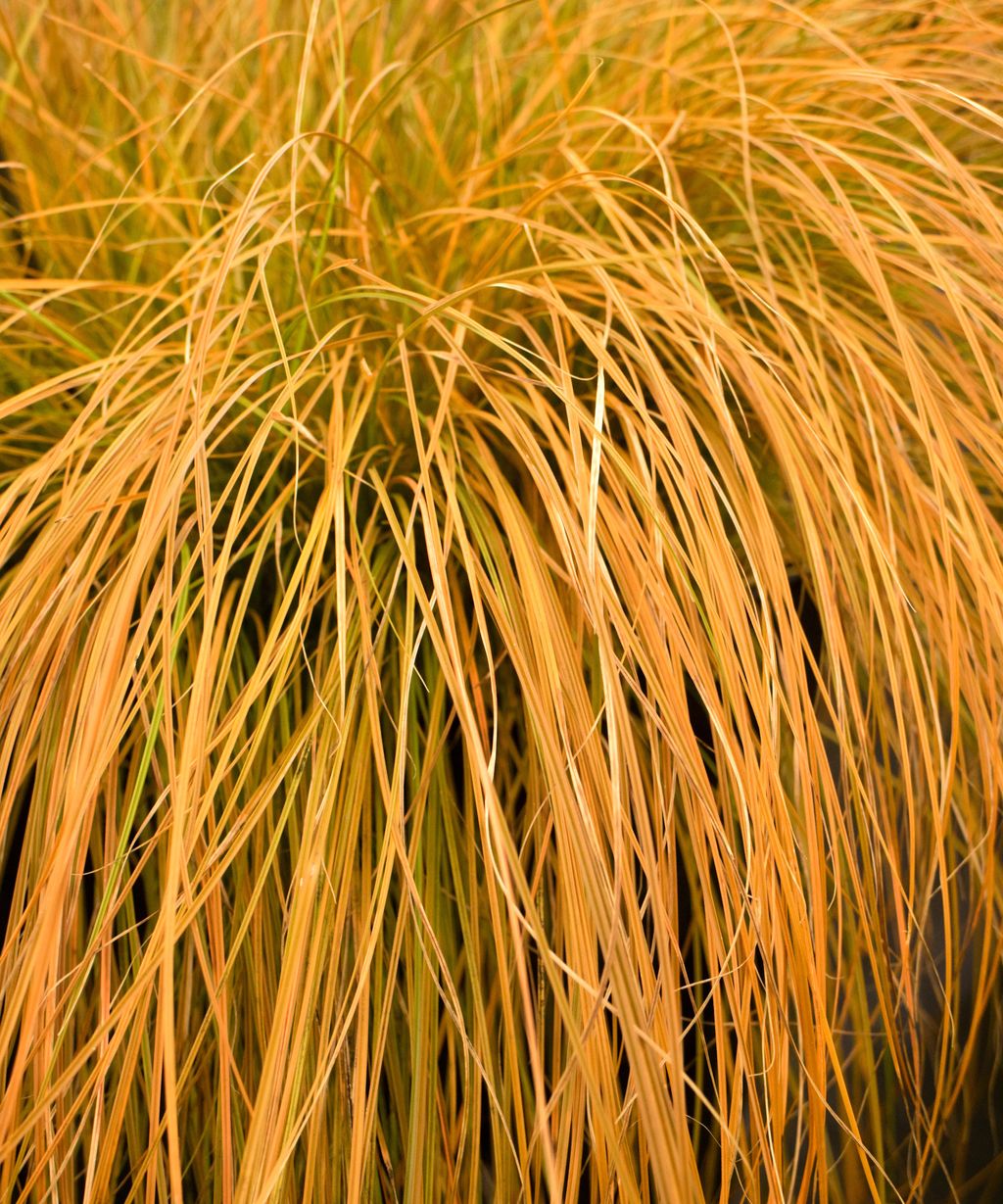 Best grasses for containers: 5 top choices for pots | Homes and Gardens