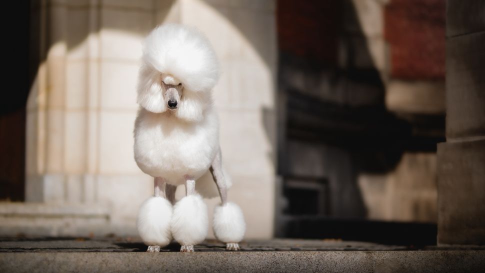 Reasons to love poodles | PetsRadar