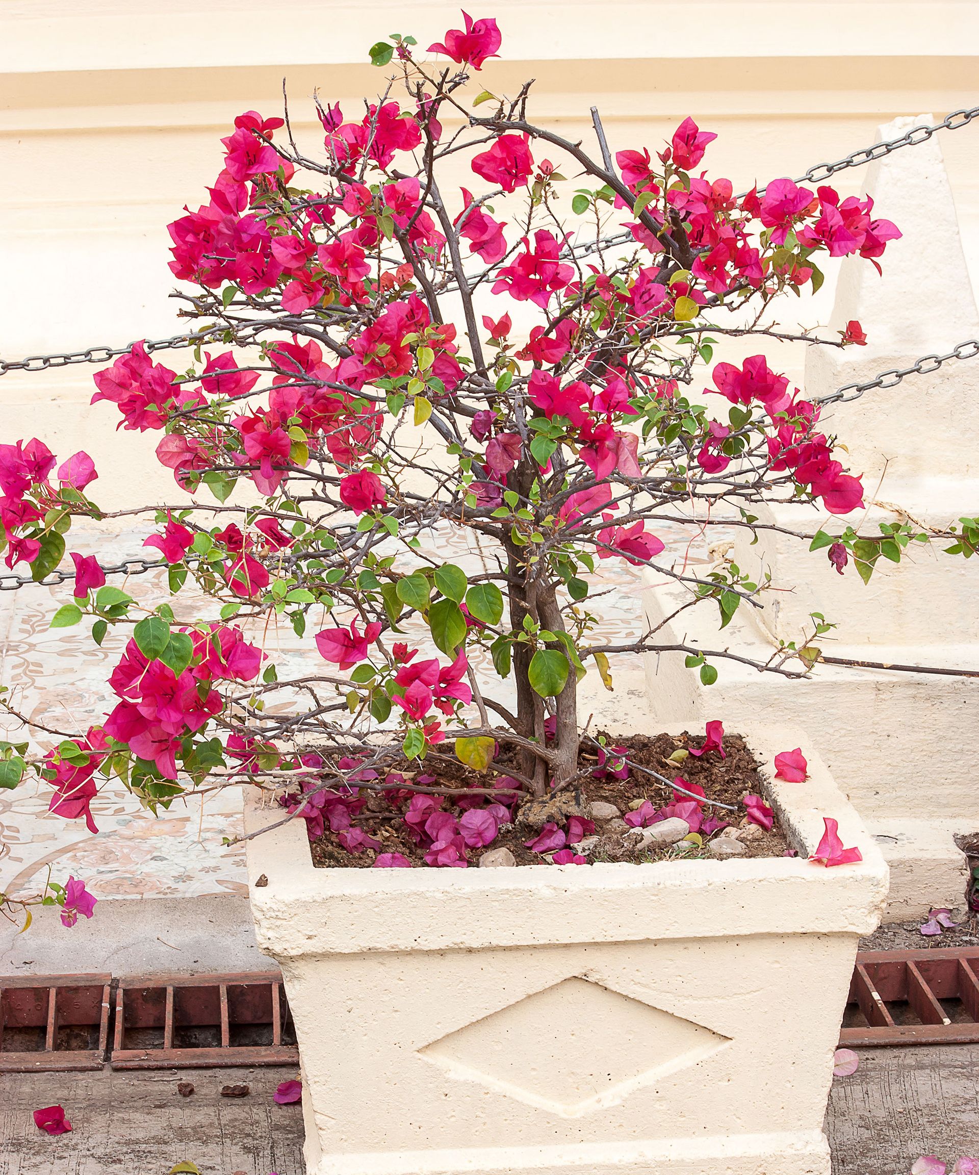 Best Drought-Tolerant Container Plants For Full Sun And Heat ...
