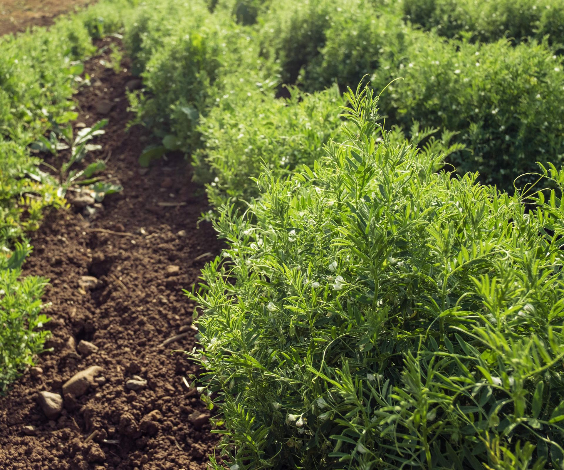 See how to grow lentils in your backyard vegetable garden | Homes and ...