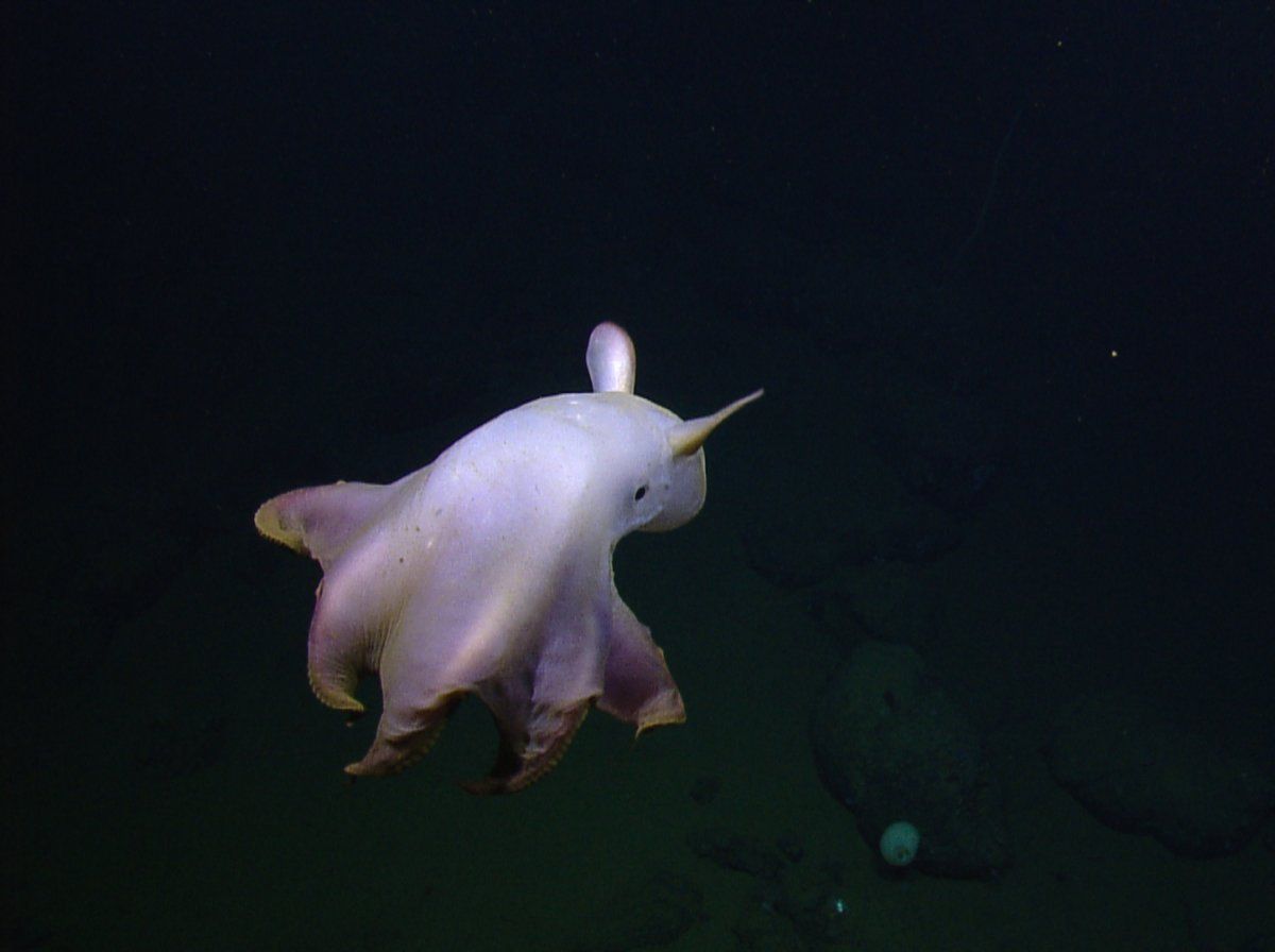 Photos: Deep-sea expedition discovers metropolis of octopuses: Page 2 ...