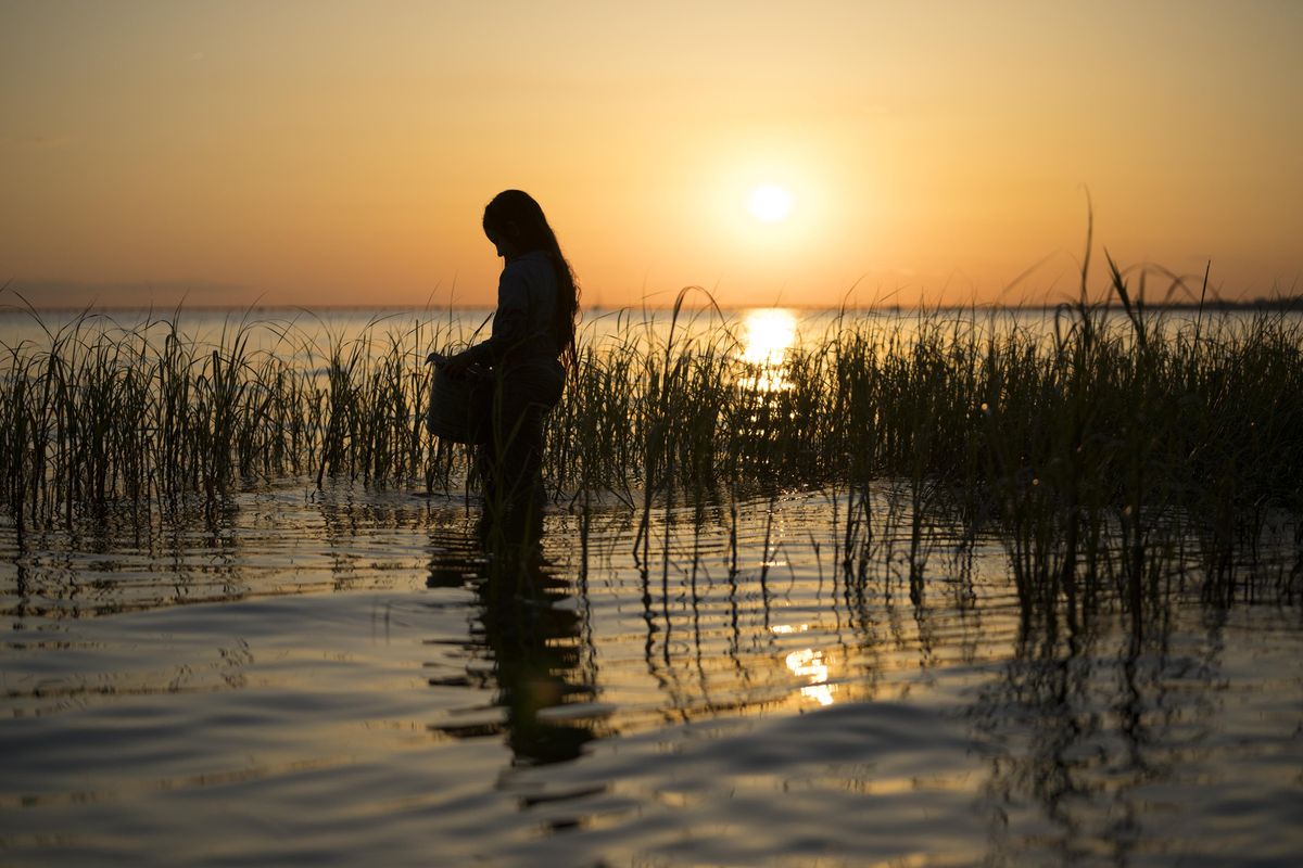 Is Where the Crawdads Sing a true story? All your questions answered ...