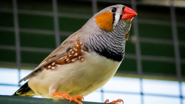 Quietest pet birds: 13 birds that are easy on the ears | PetsRadar