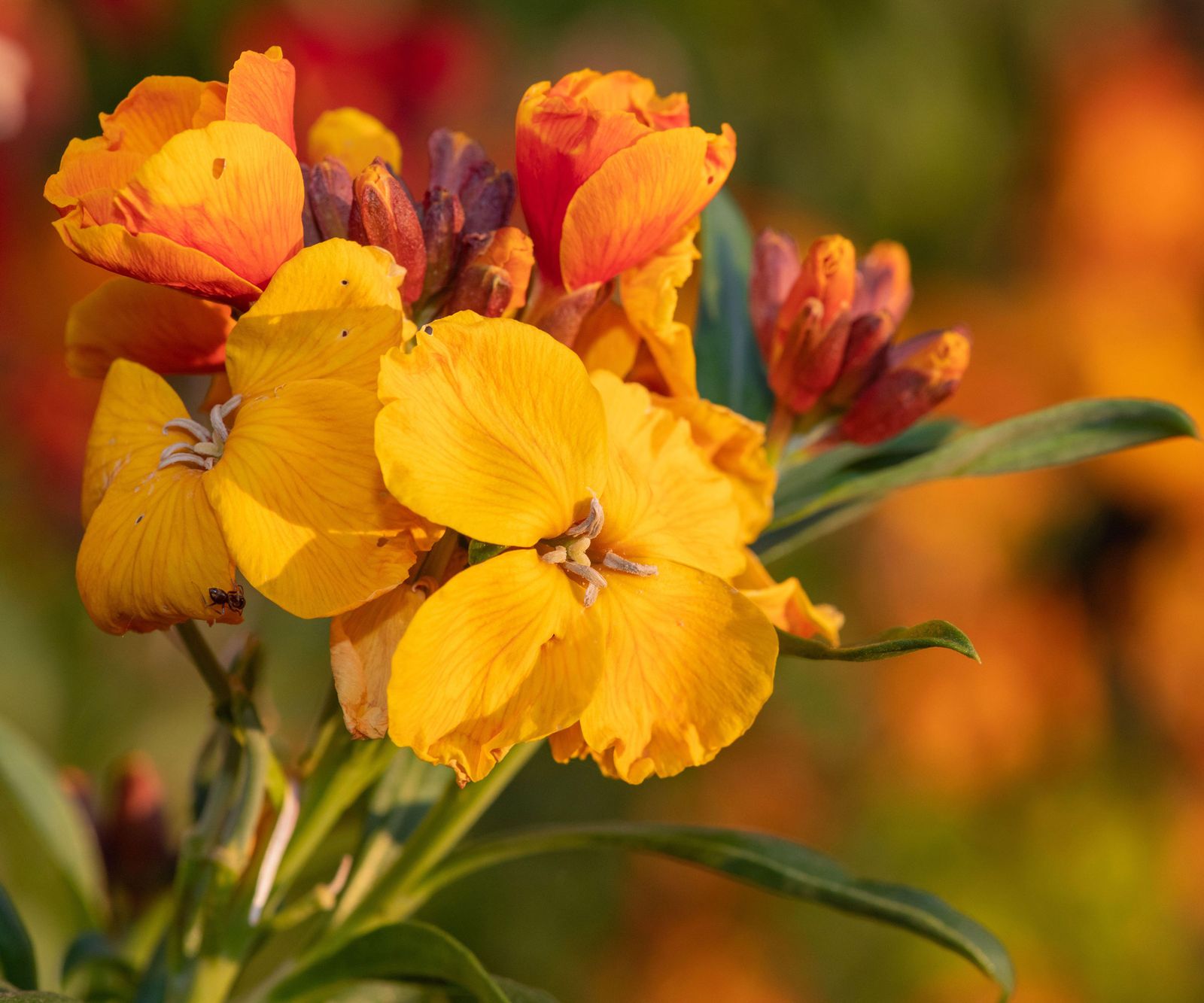 How to grow wallflowers for long-lasting color in the yard | Homes and ...
