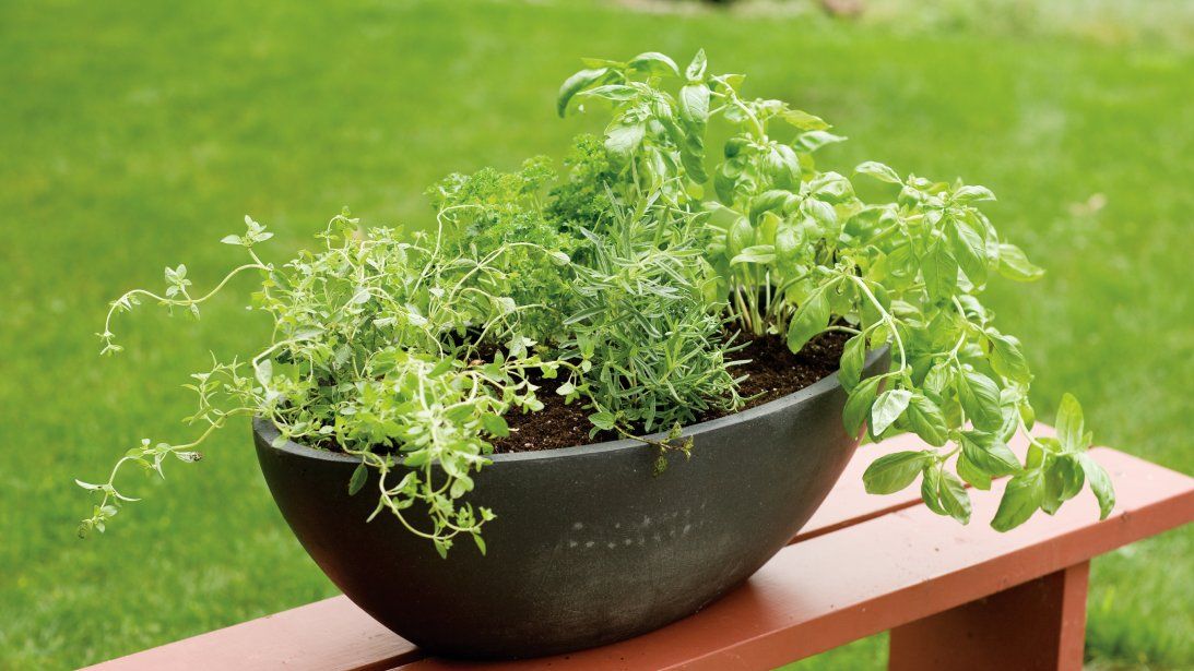 Together Growing Herbs In Containers