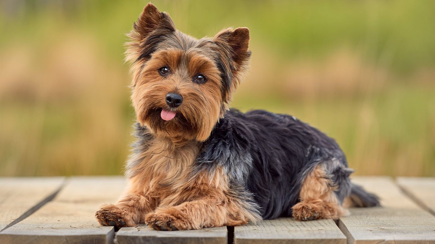 Yorkshire Terrier Fun Facts