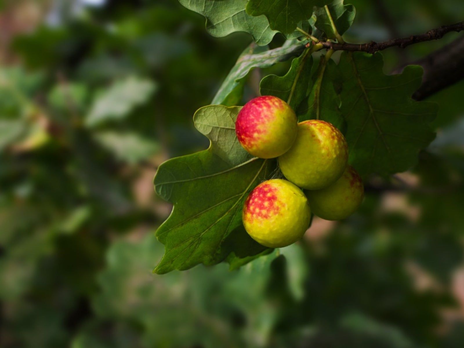 Oak Tree Berries
