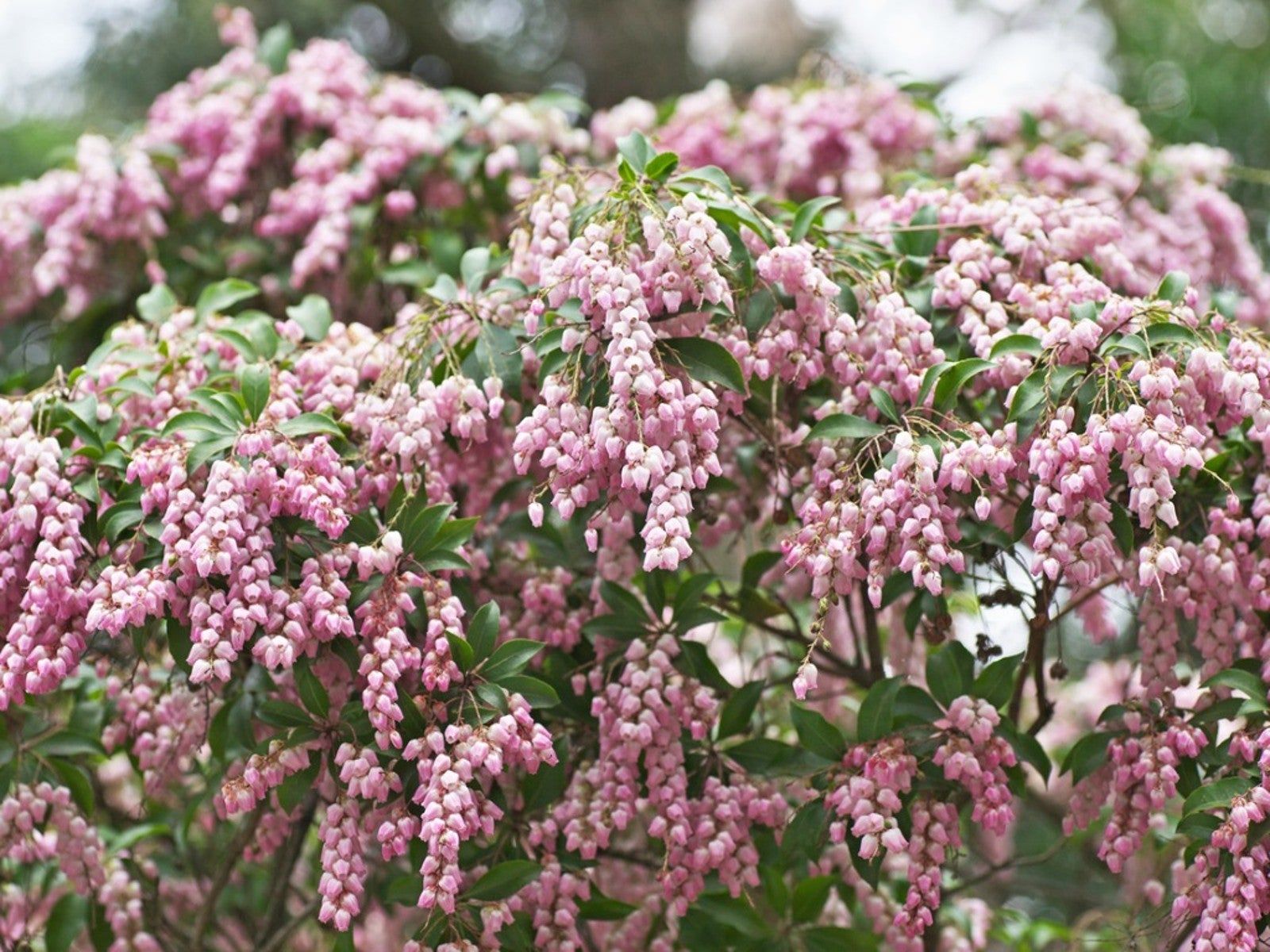 Dwarf Pieris Japonica