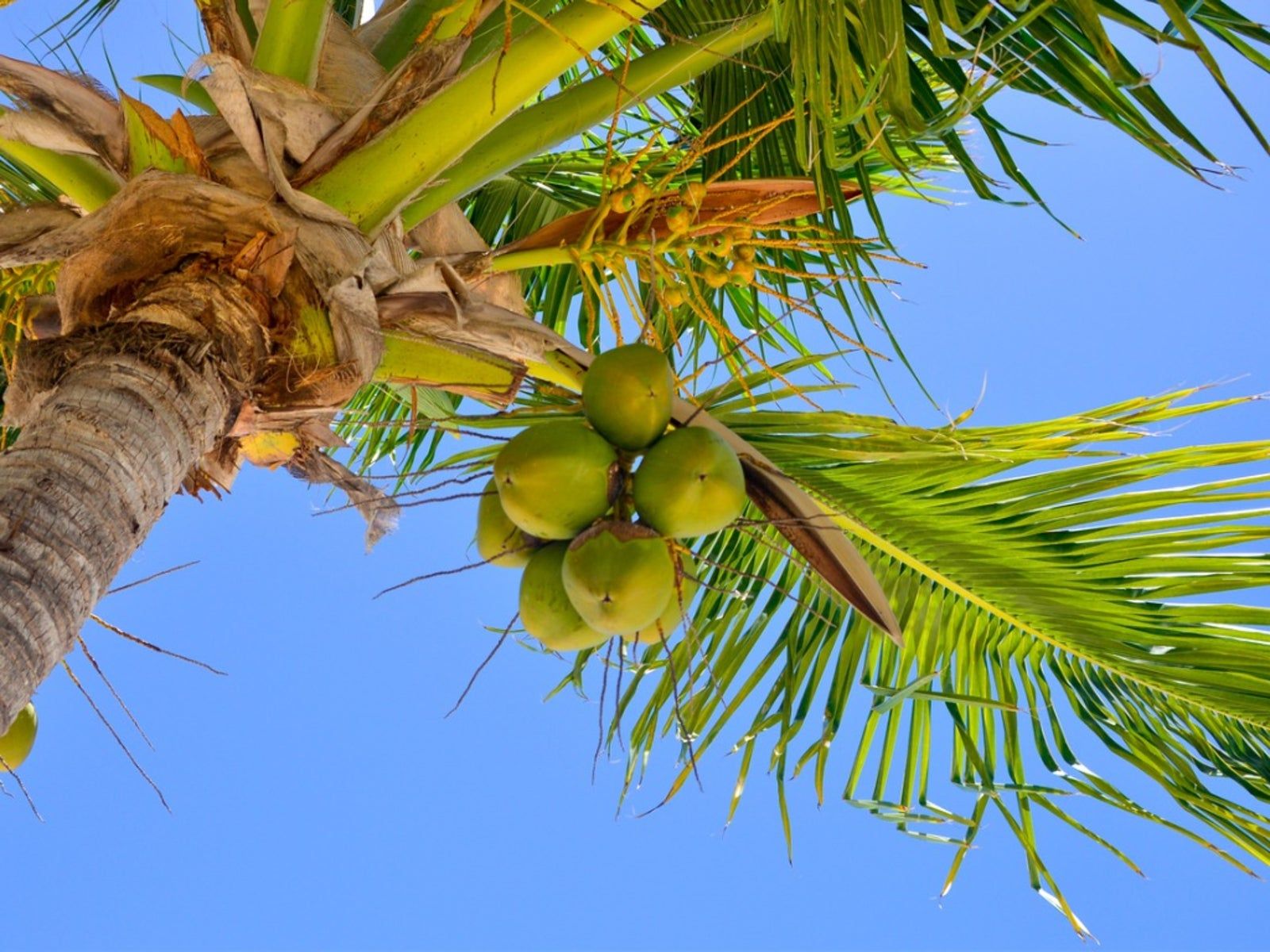 Coconut Trees Palms