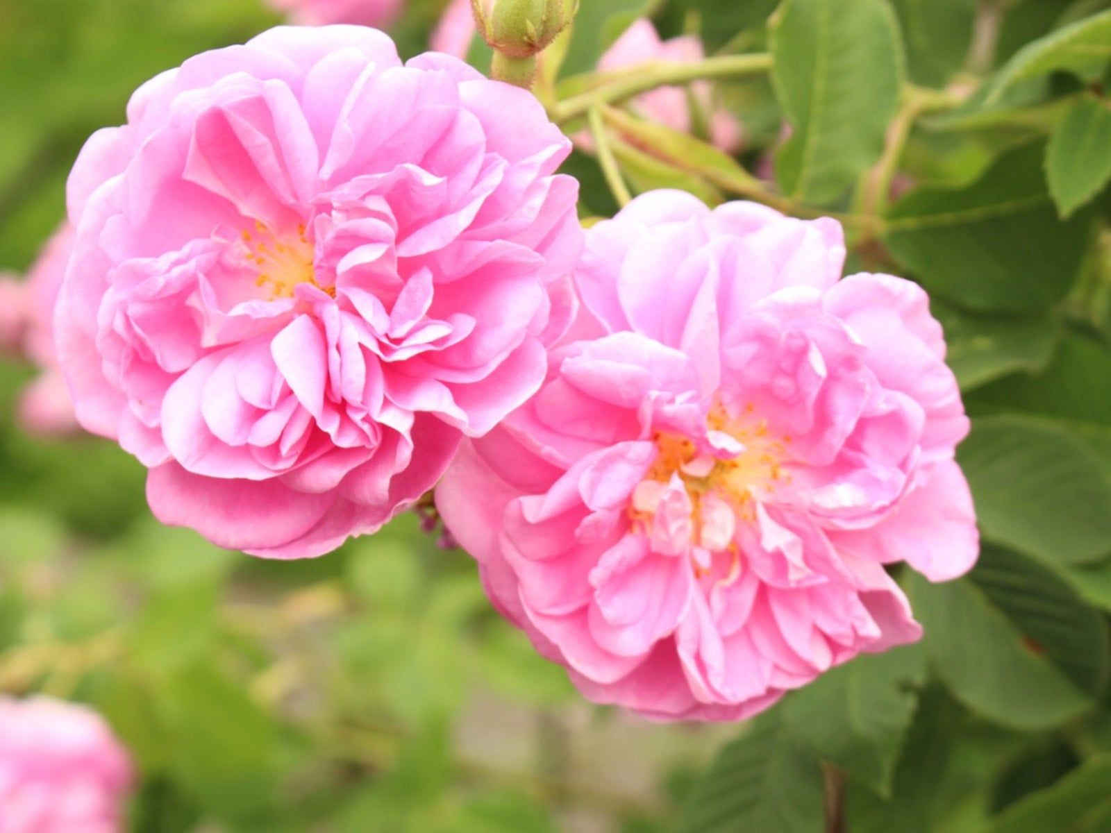 Old Fashioned Garden Roses