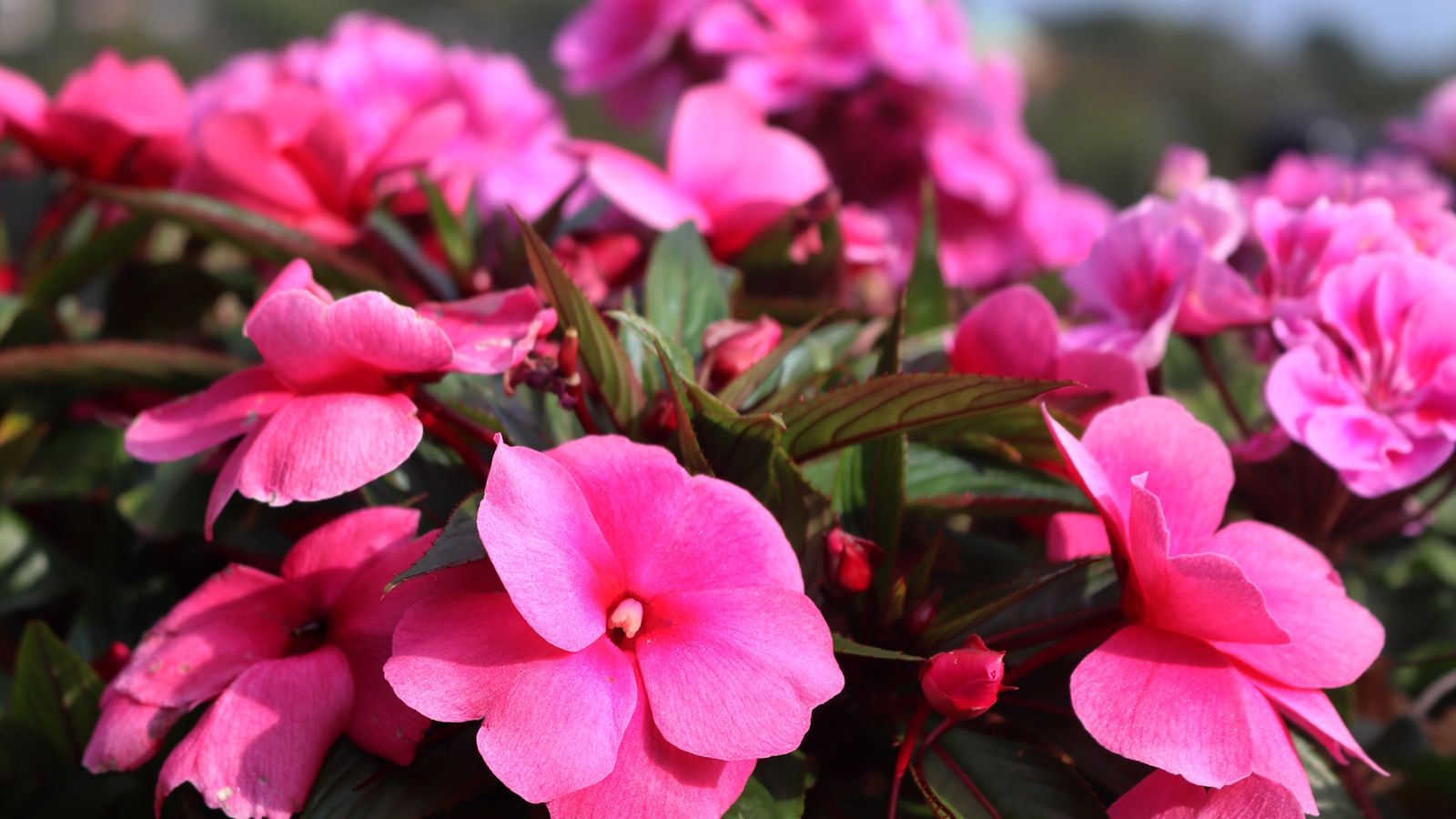 Impatiens Flowers Around Trees