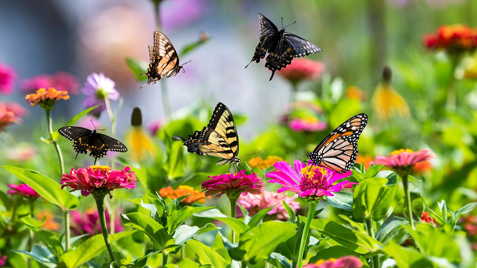 Flower Garden Butterflies Wallpaper