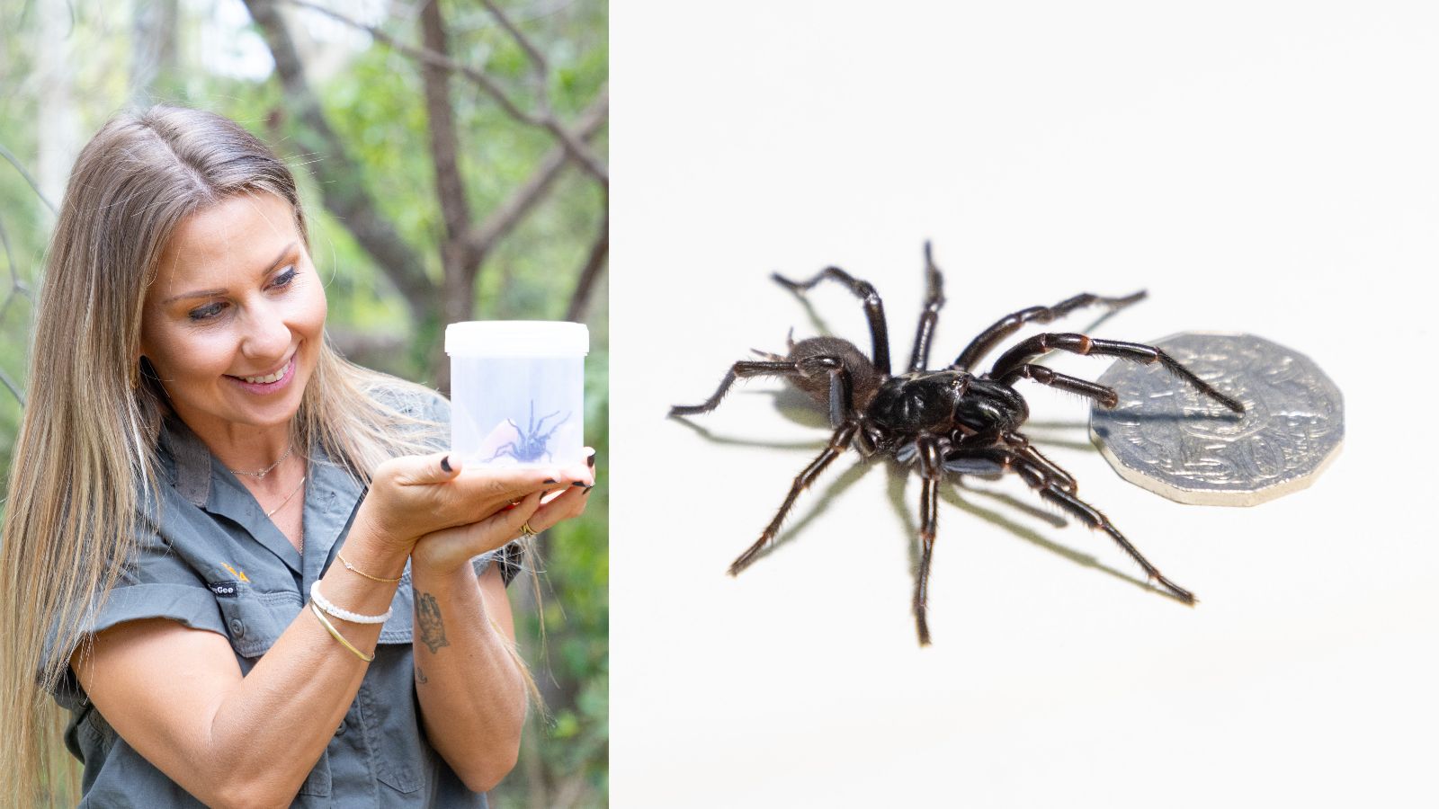 Pitch Black Spider