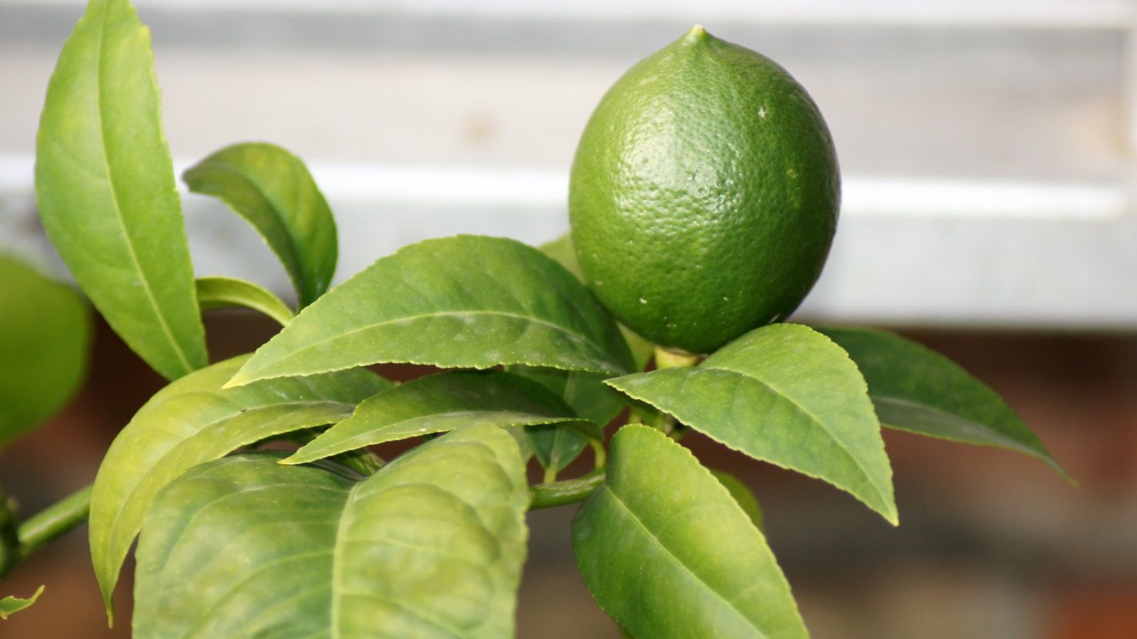 Lime Tree In Pot How To Easily Grow Citrus Trees Indoors Royal City