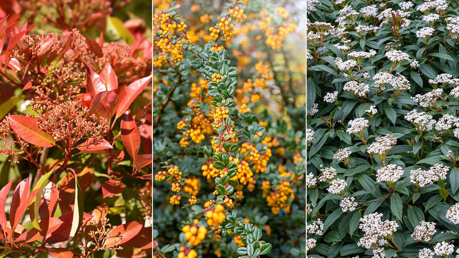 Learn About Landscaping Shrubs And Their Uses