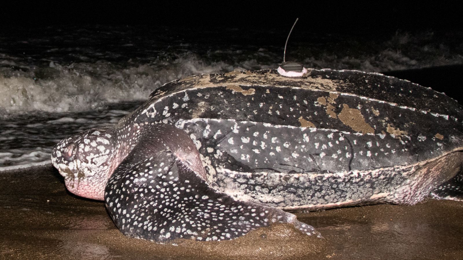 Giant Leatherback Sea Turtle