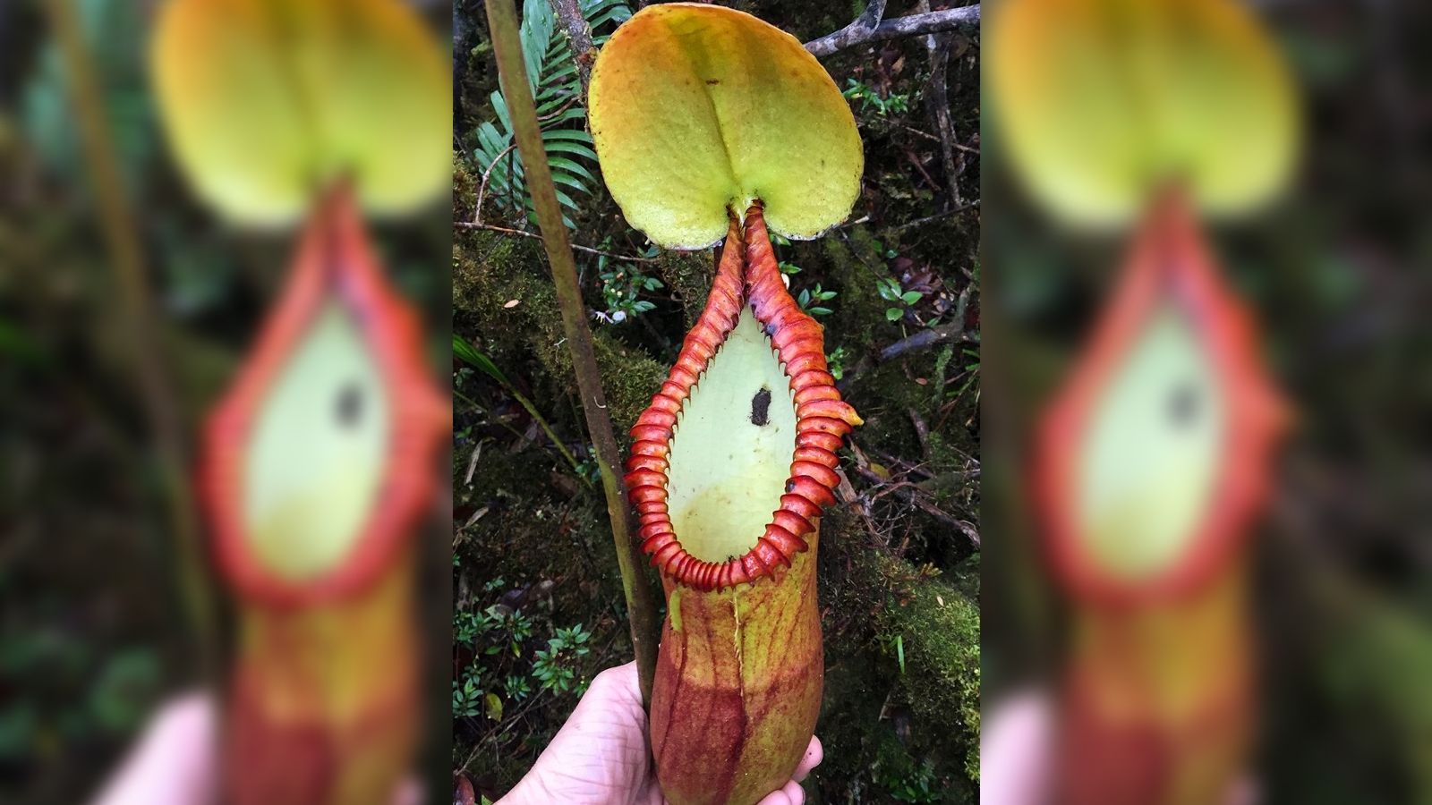 Tropical Pitcher Plant Facts
