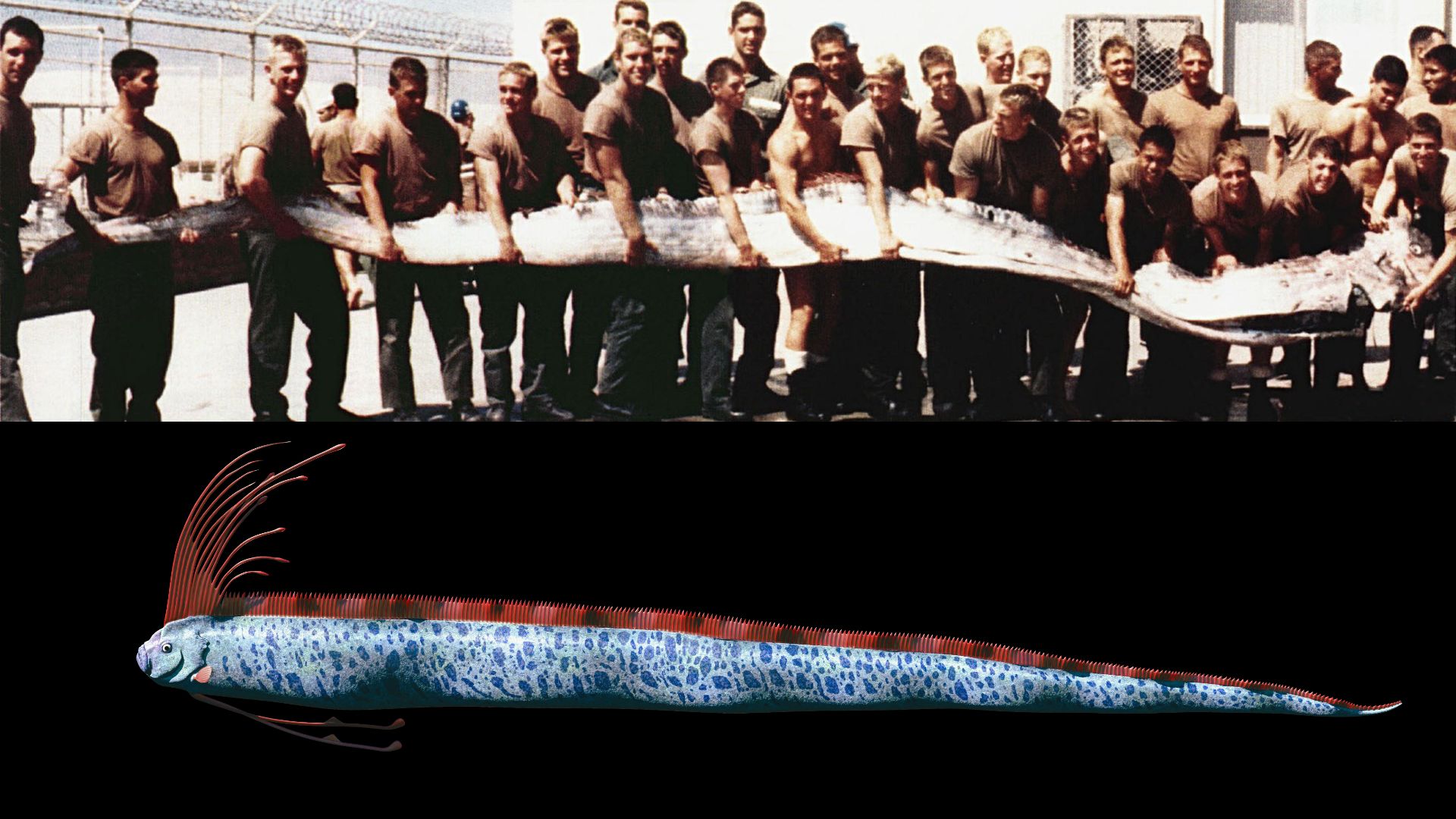 Giant Oarfish: Nature’s Longest Bony Fish with a Serpentine Appearance – New and Tips