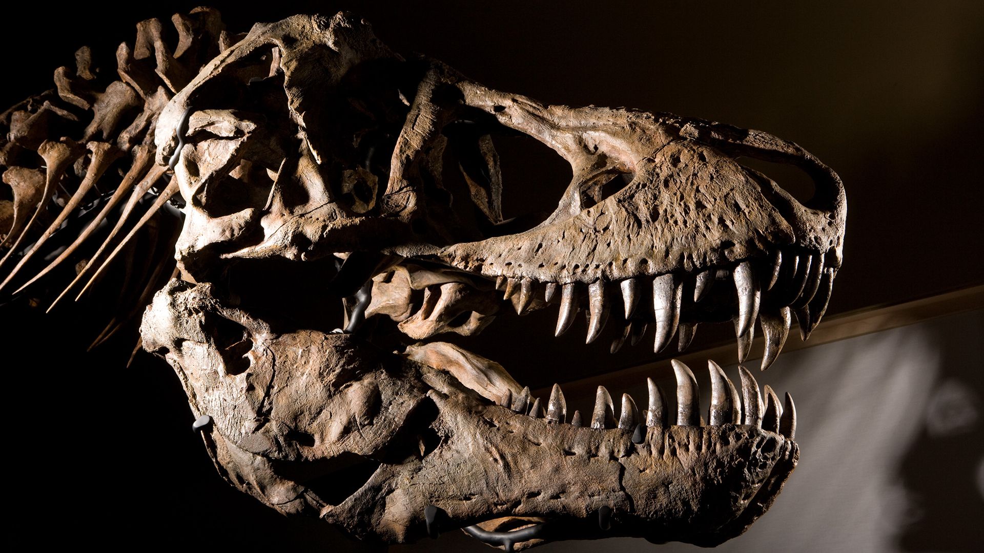 Tyrannosaurus Skull Front