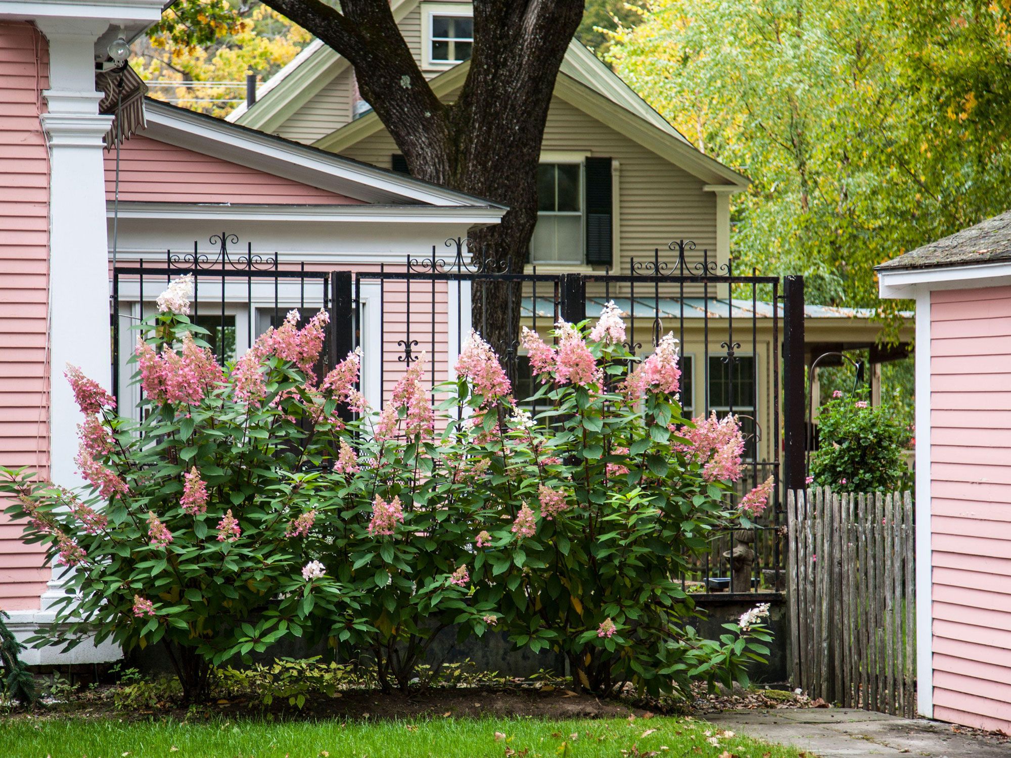 Colorful Bushes For Landscaping Best Flowering Shrubs For Front Yard